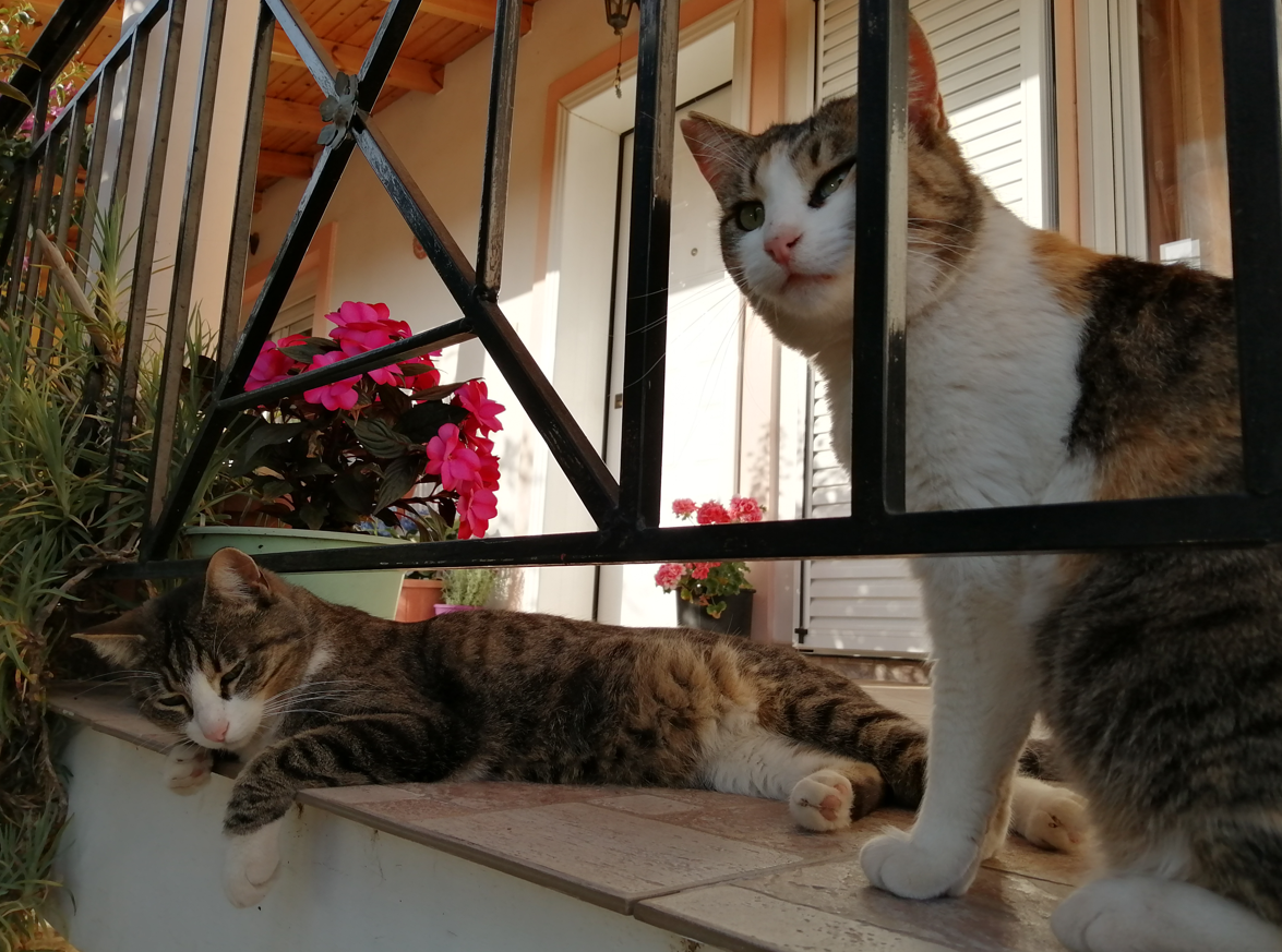 nl cats | Welcome to Effrosyni Writes